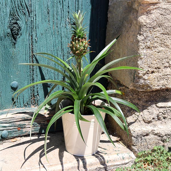 Plantes et Arbustes "PLANTE ANANAS + POT EN CERAMIQUE" - Livraison ...