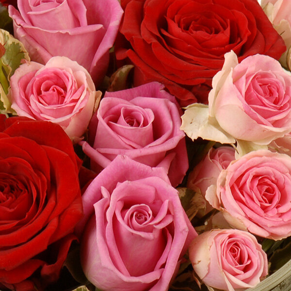 Composition de Roses CAPRI - Livraison Express | Florajet